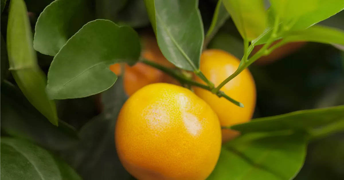Citrus sinensis