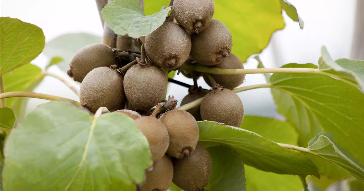 Actinidia chinensis 'Jenny'