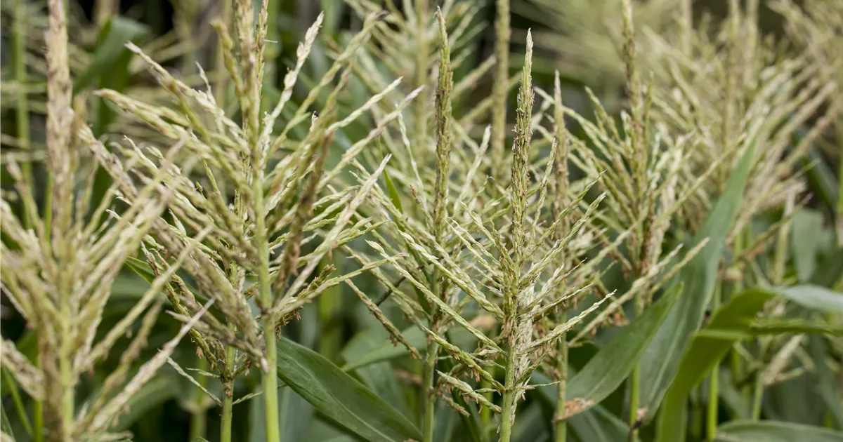 Zea mays