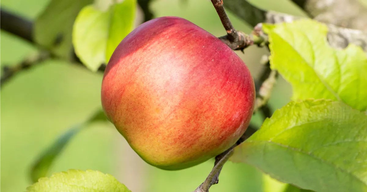 Malus domestica 'Discovery'