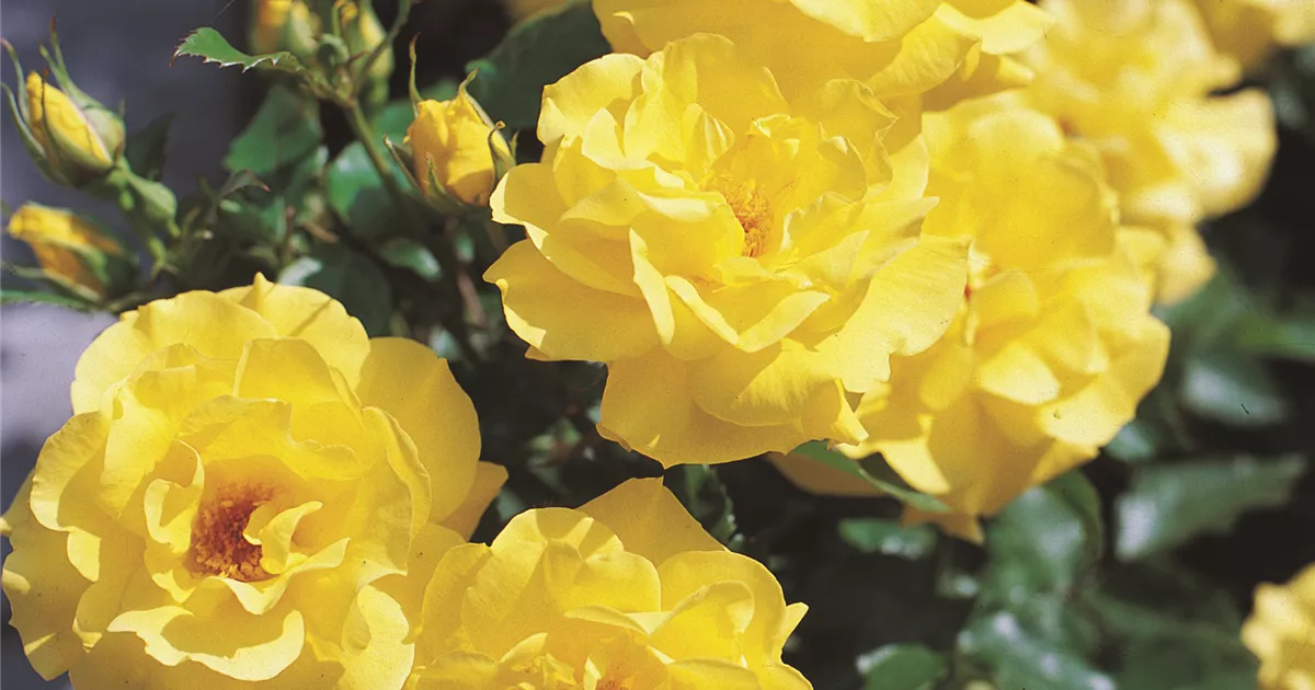 Rosa 'Friesia'®