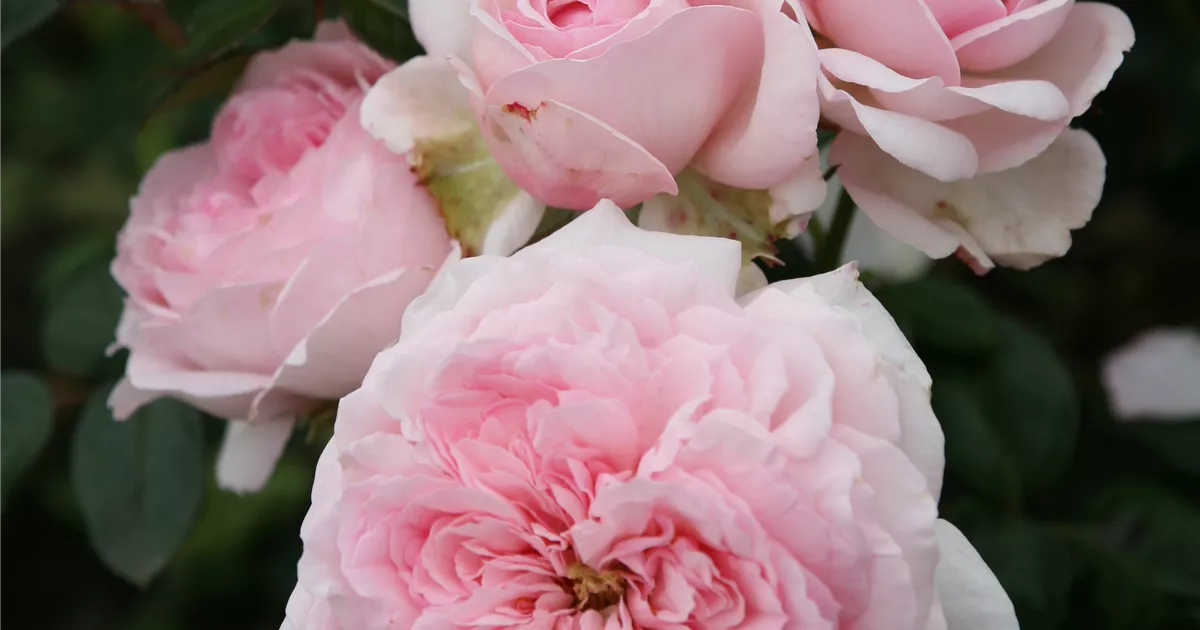 Rosa 'Alexandra - Princesse de Luxembourg'®