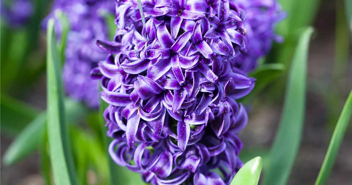 Hyacinthus orientalis 'Blue Pearl'