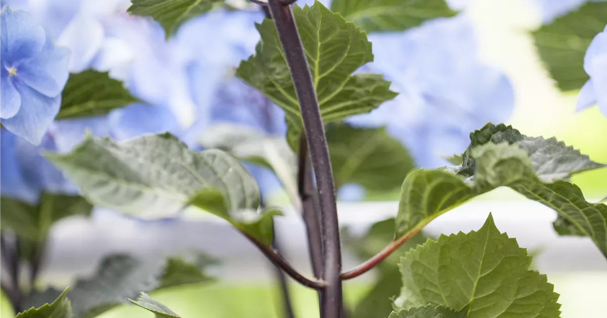 Hydrangea 'Black Steel'®