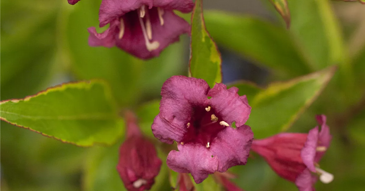 Weigela florida 'Brigela'®