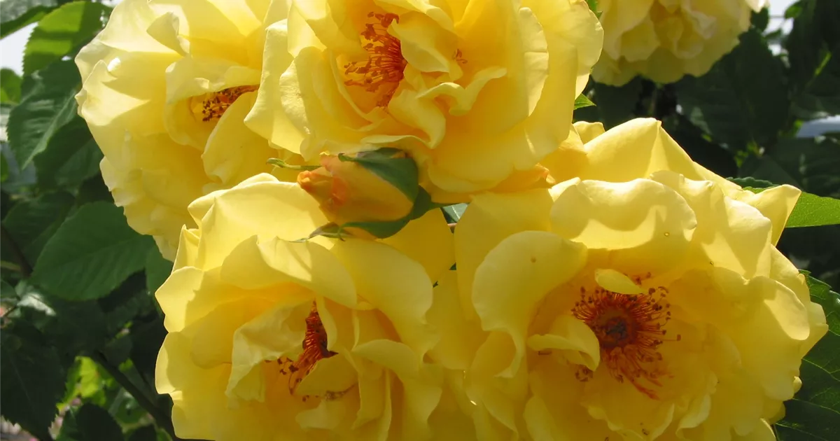 Rosa 'Golden Gate'®