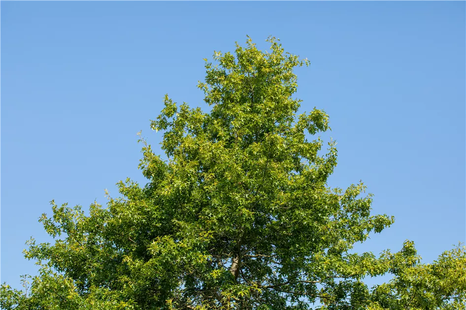 Quercus Rubra Red Oak Tree (Quercus Rubra) TR 10 Fine Art Print Of