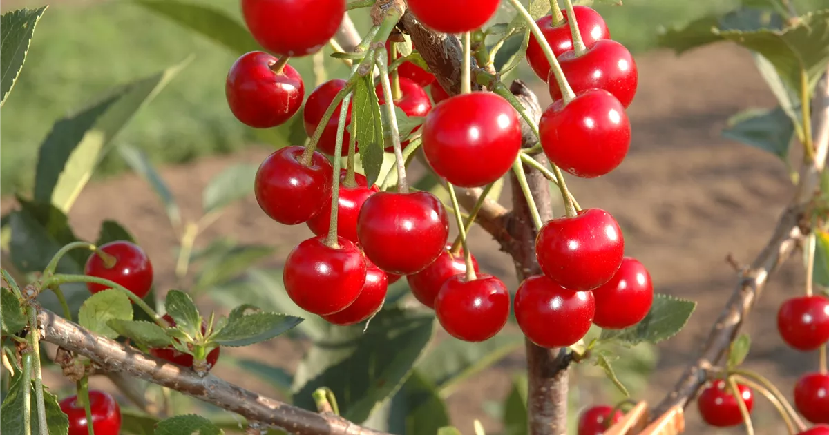 Schwarze Schonheit Im Garten Entdecken Sie Die Magie Von Prunus Cerasus Nigrafeed